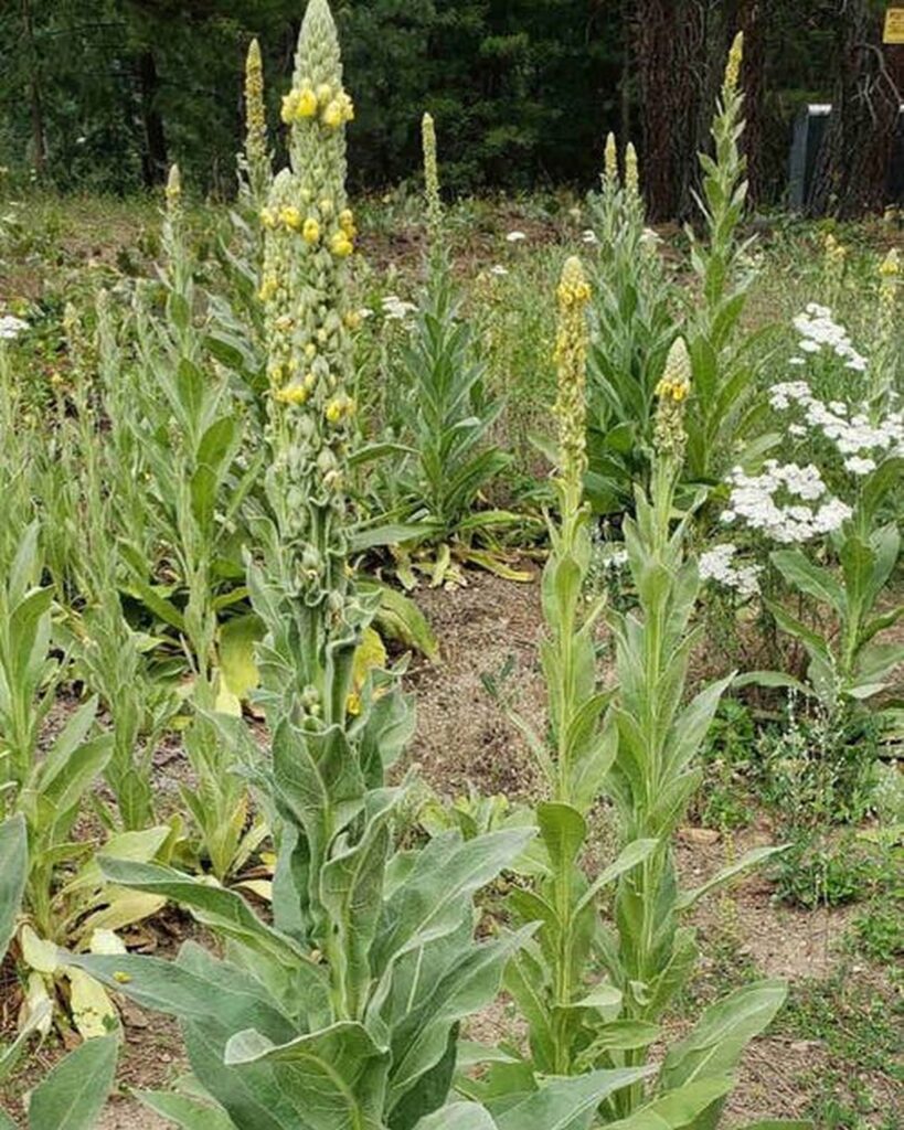 14 Amazing Smokable Plants That Aren't Weed or Tobacco