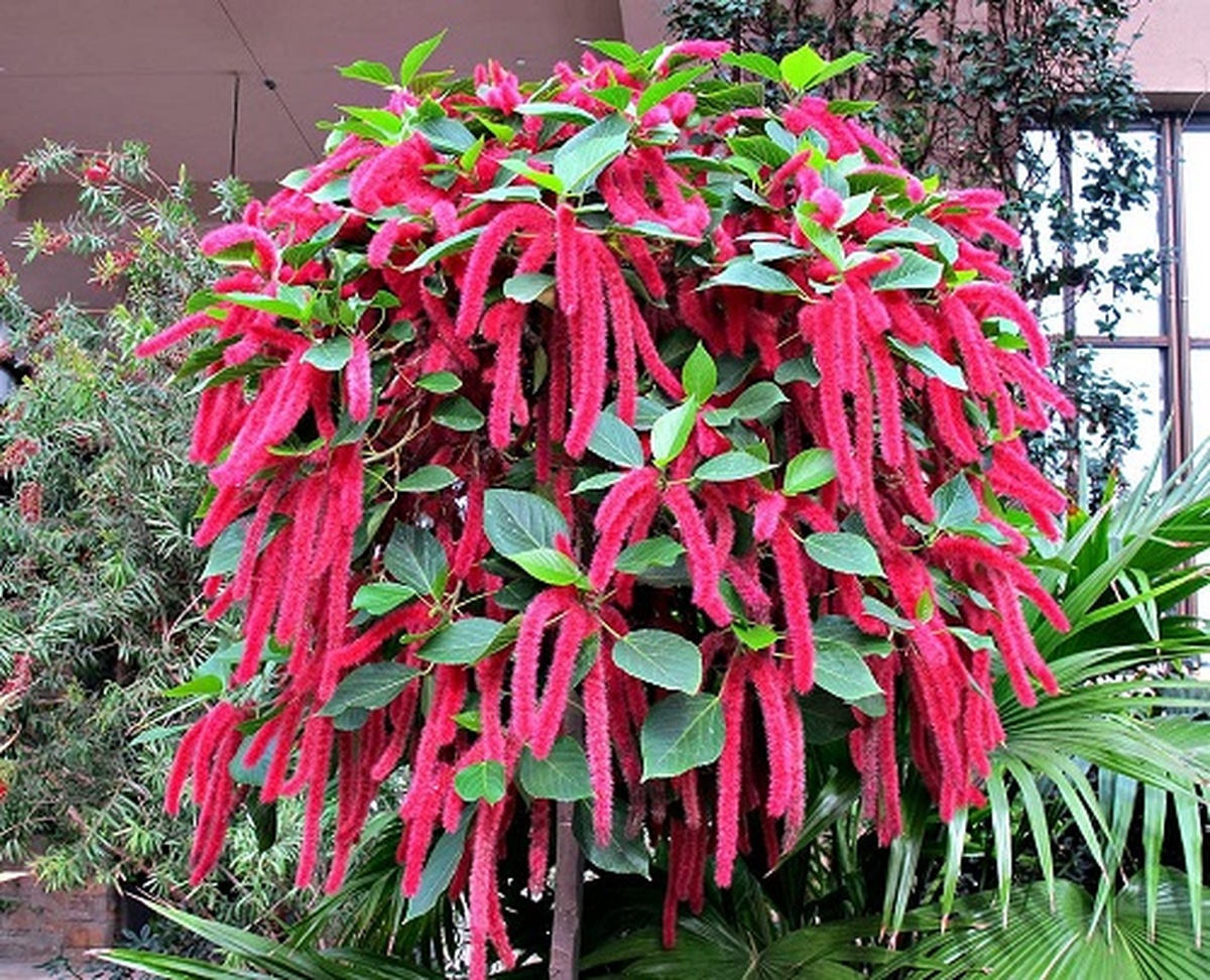 13 Beautiful Flowers That Look Like Cats - Nature's Adorable Mimics