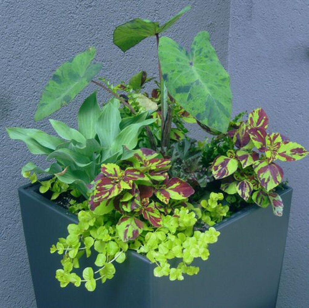 20 Creative Hosta Container Ideas for Shade Gardens That Amaze