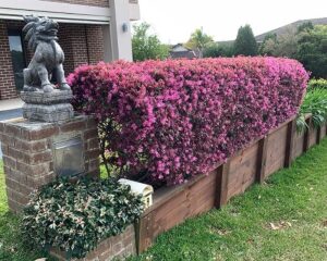 31 Stunning Colorful Hedge Plants for a Vibrant Garden Border