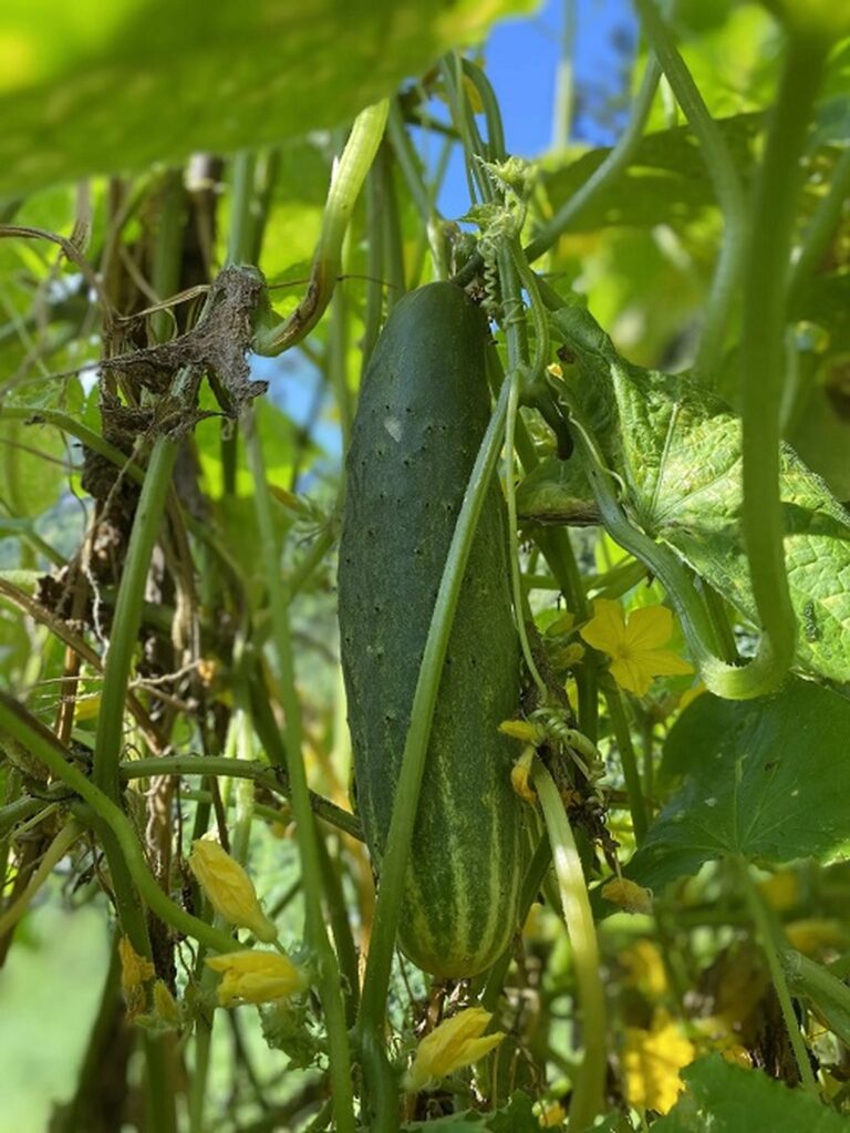 20 Delightful Mini Cucumber Varieties for Your Garden Delight