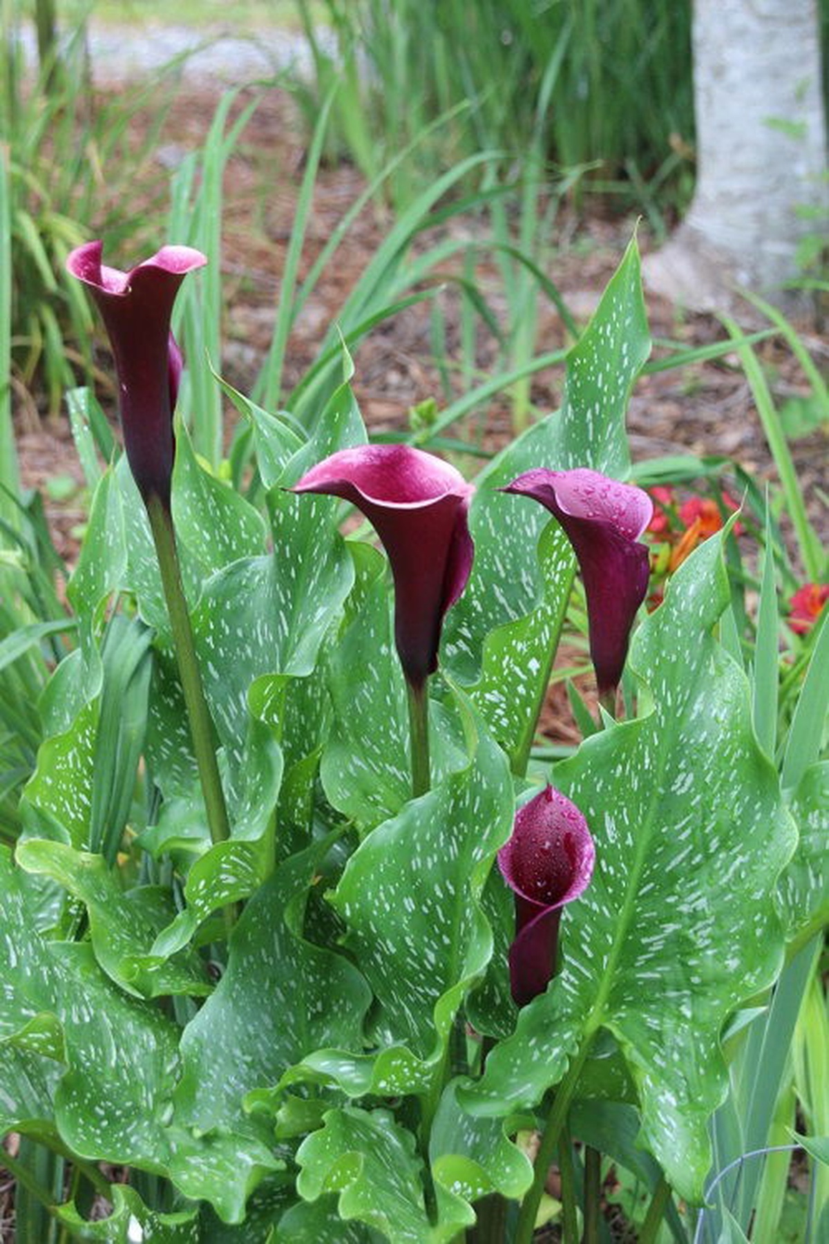 14 Beautiful Black Calla Lily Varieties That Amaze Every Time