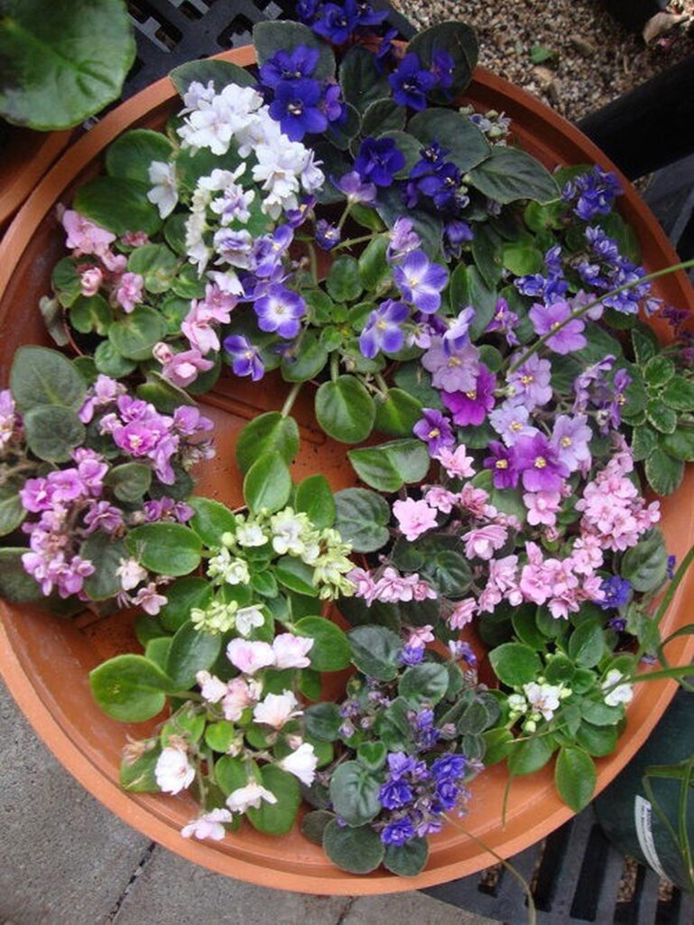 29 Charming African Violets Display Ideas for Your Home