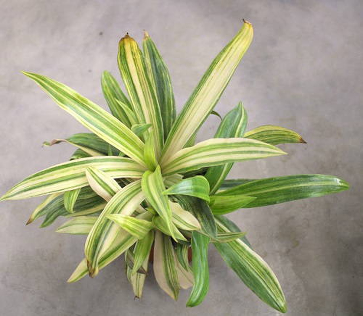 8 Stunning Types of Moses in the Cradle That Brighten Any Home