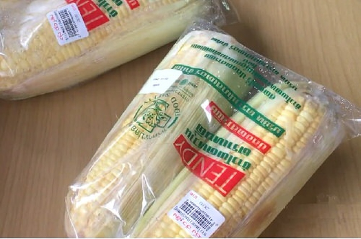 How to Sprout a Corncob and Grow Endless Corn Plants