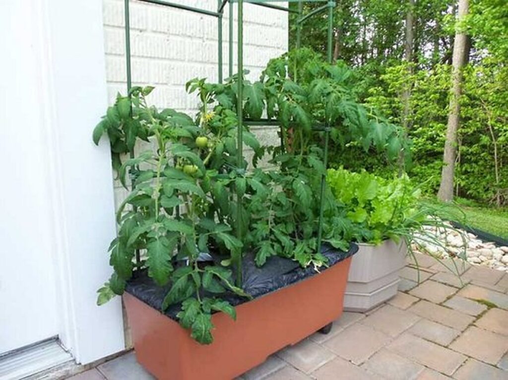 27 Clever DIY Tomato Cage Ideas That Actually Work Wonders