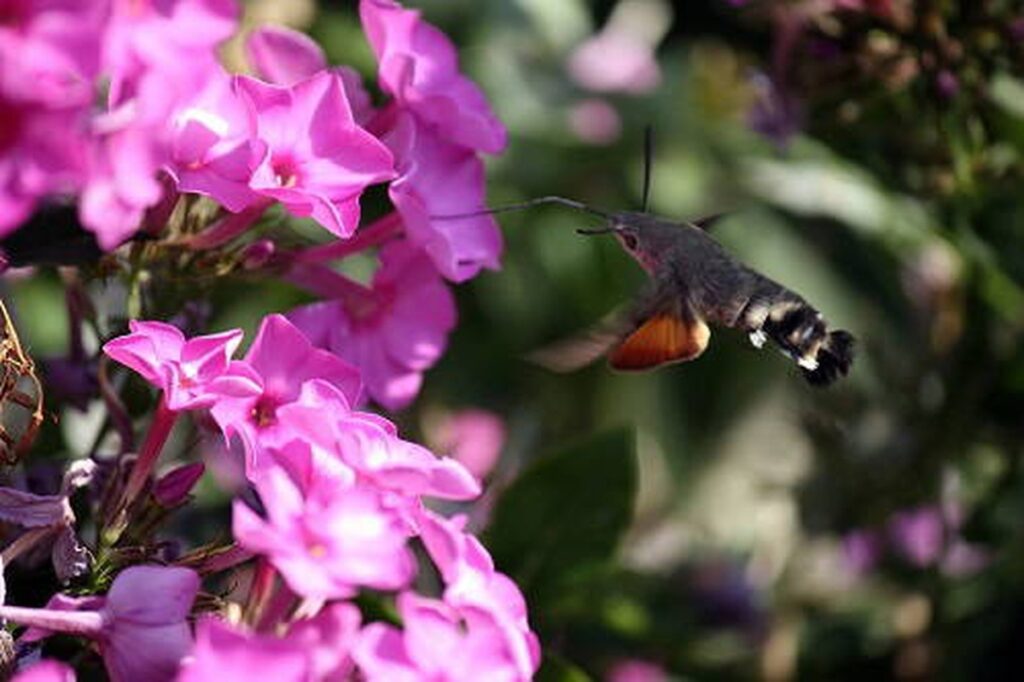 27 Beautiful Plants That Attract Hummingbirds to Your Garden