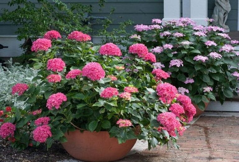 24 Stunning Pictures of Container Gardening with Hydrangeas
