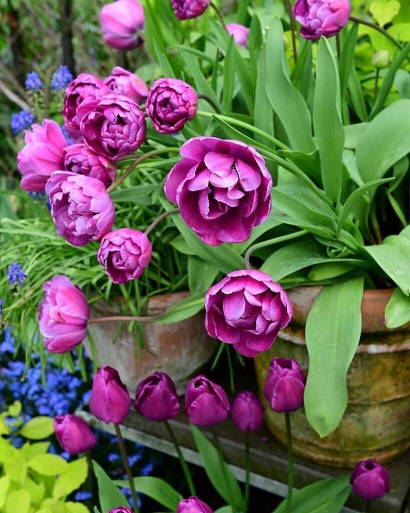 18 Stunning Purple Tulips to Beautify Your Garden