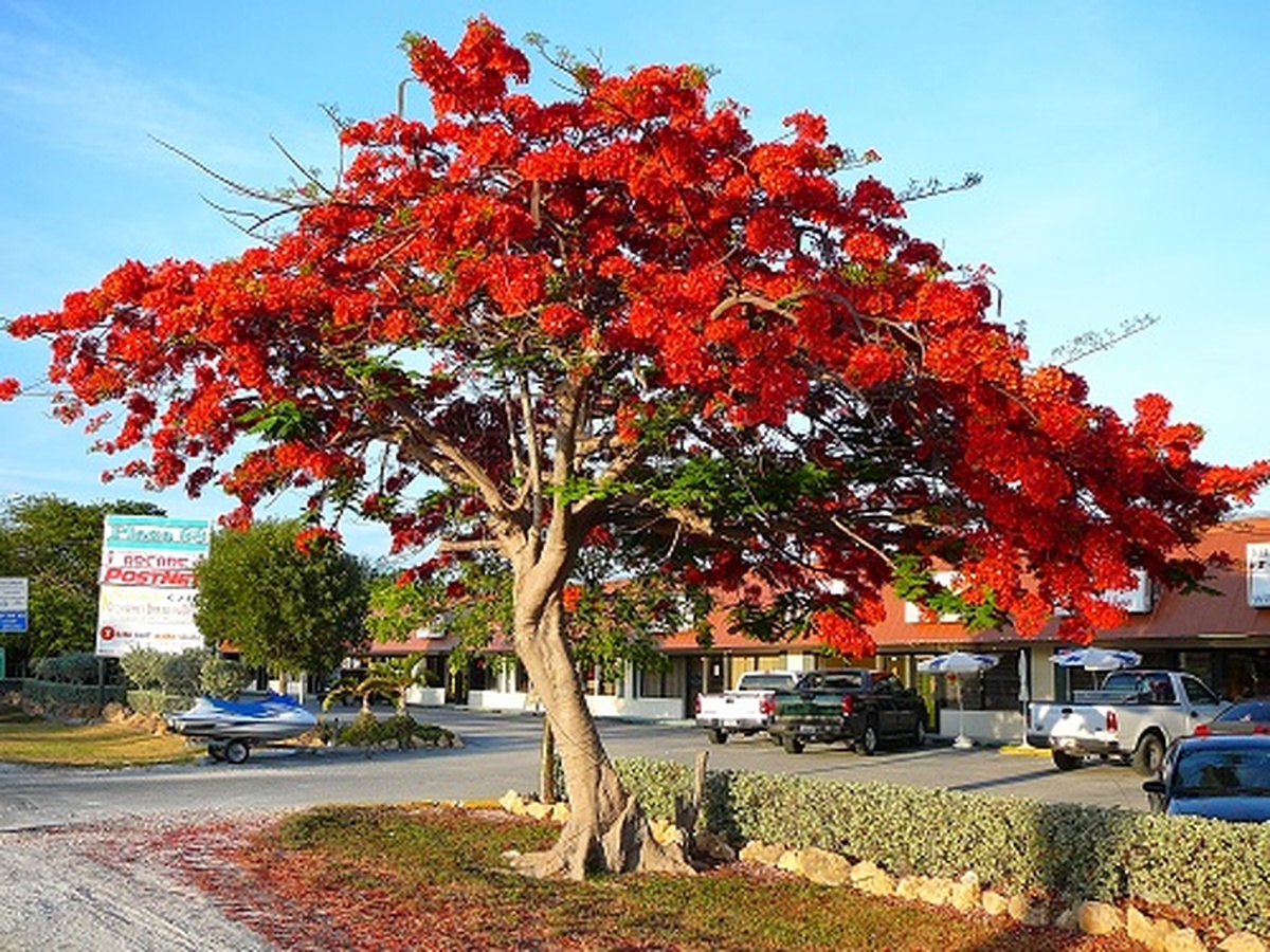 11 Stunning Flame Trees That Will Brighten Up Your Garden