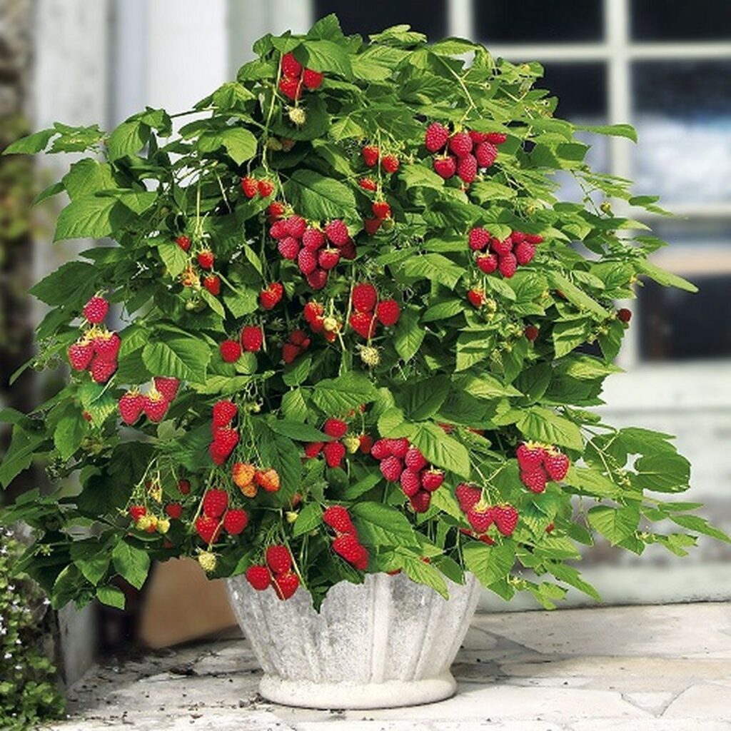 26 Gorgeous Shrubs and Bushes with Red Berries to Brighten Your Yard