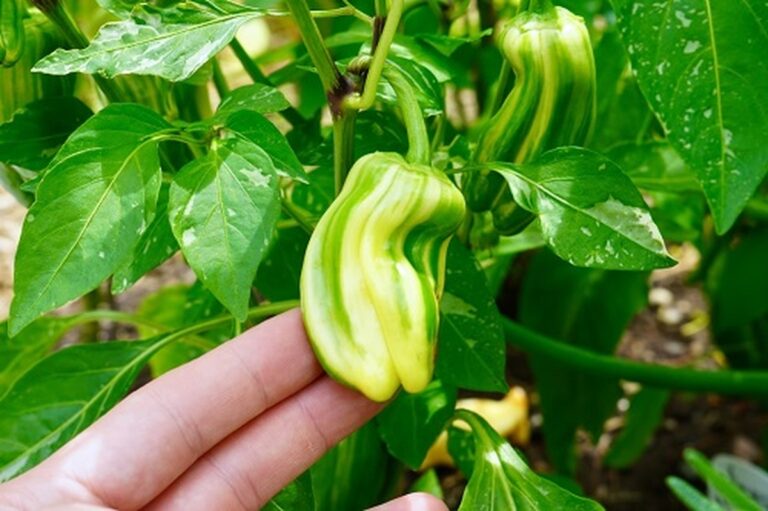 21 Vibrant Bell Pepper Varieties to Grow in Your Garden