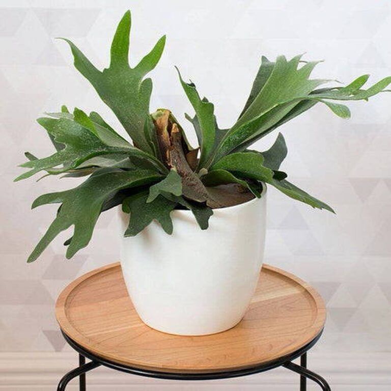 47 Most Beautiful Ferns To Grow That Thrive In Containers