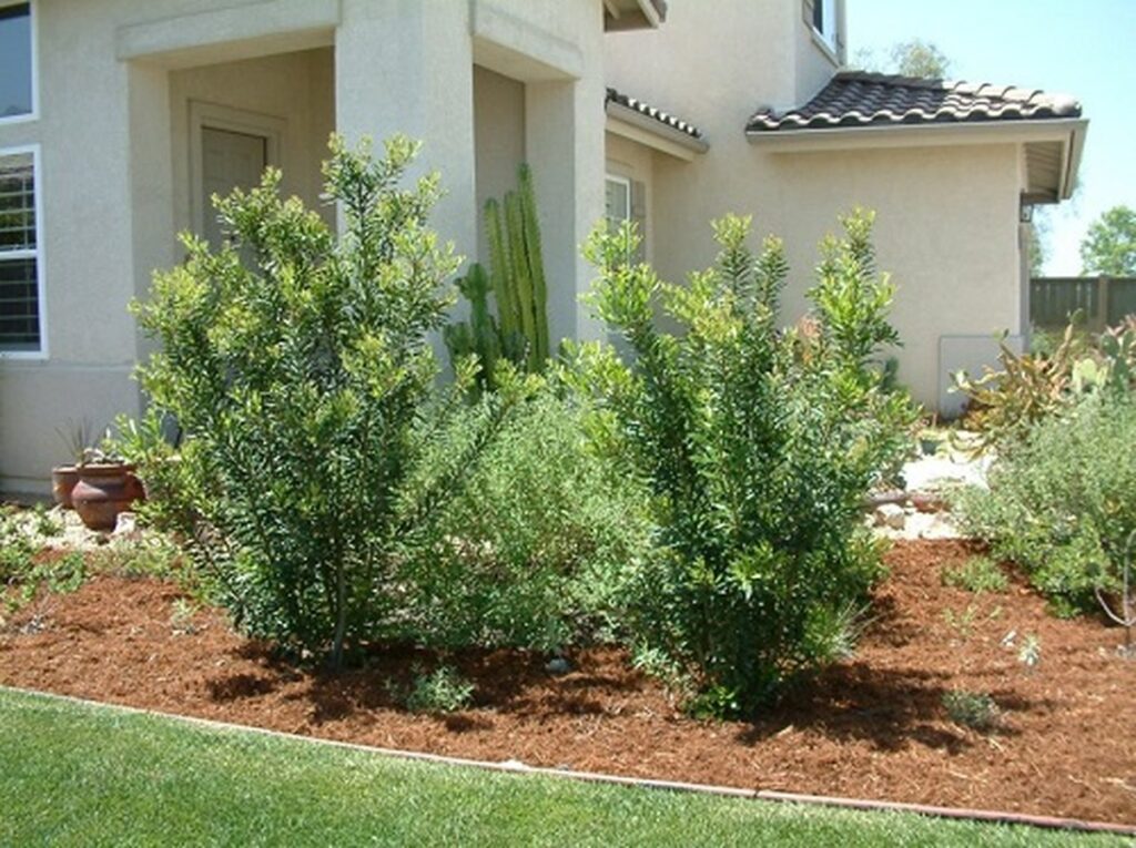 52 Amazing California Native Plants for Your Dreamy Garden
