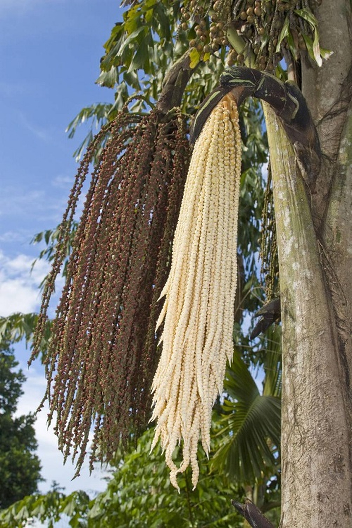 14 Gorgeous Palm Trees that Flower Beautifully in Your Garden