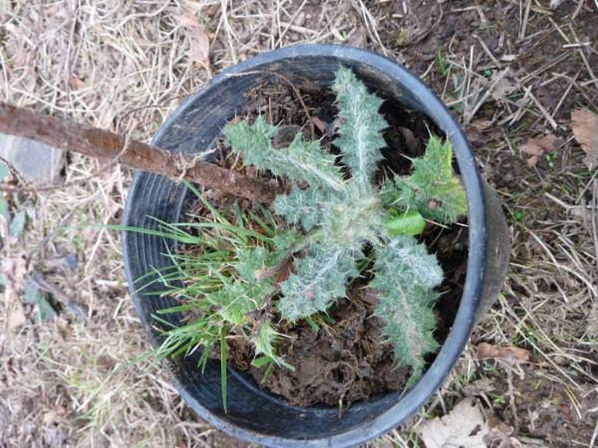 8 Surprising Nursery Plant Buying Mistakes to Avoid Today
