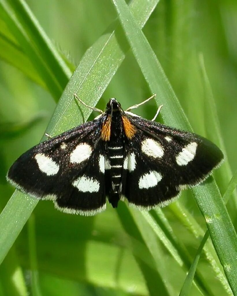 28 Adorable Moths That Are As Beautiful As Butterflies