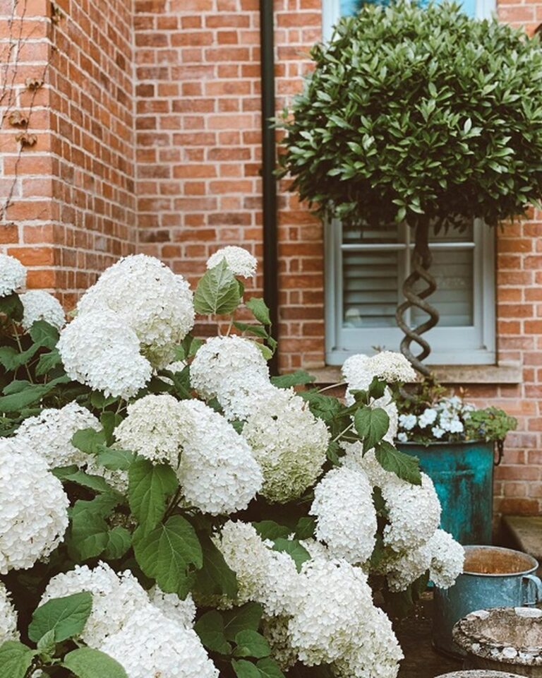 25 Beautiful Annabelle Flowers Ideas for Your Garden Paradise