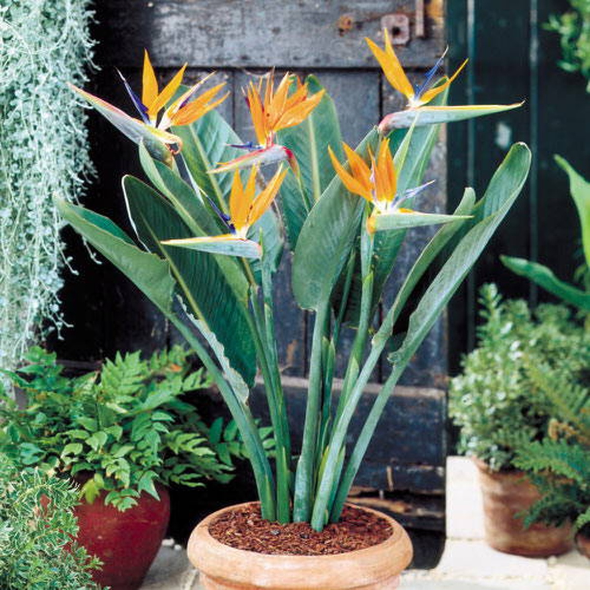 5 Stunning Bird of Paradise Types You Can Grow Indoors