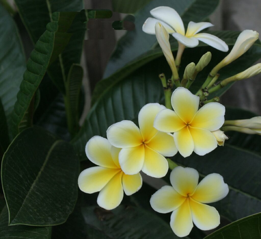 28 Gorgeous Plumeria Varieties for Your Garden