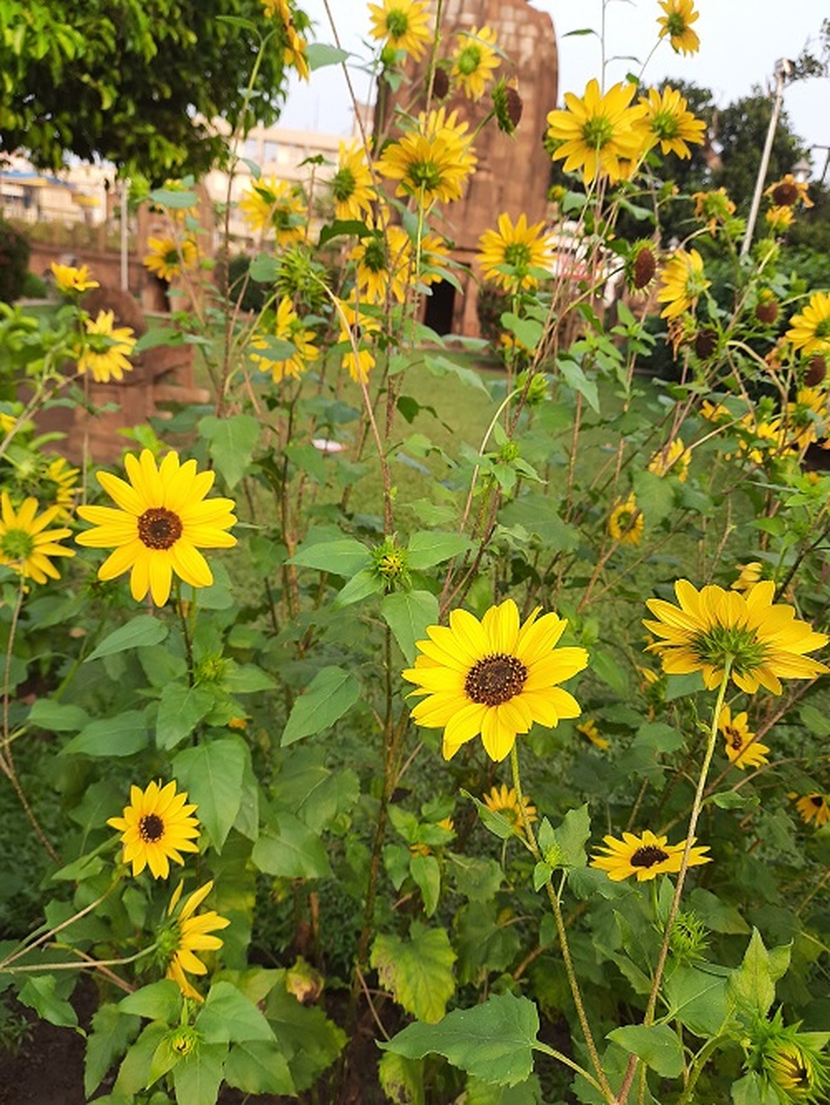 8 Stunning Perennial Sunflowers to Brighten Your Garden