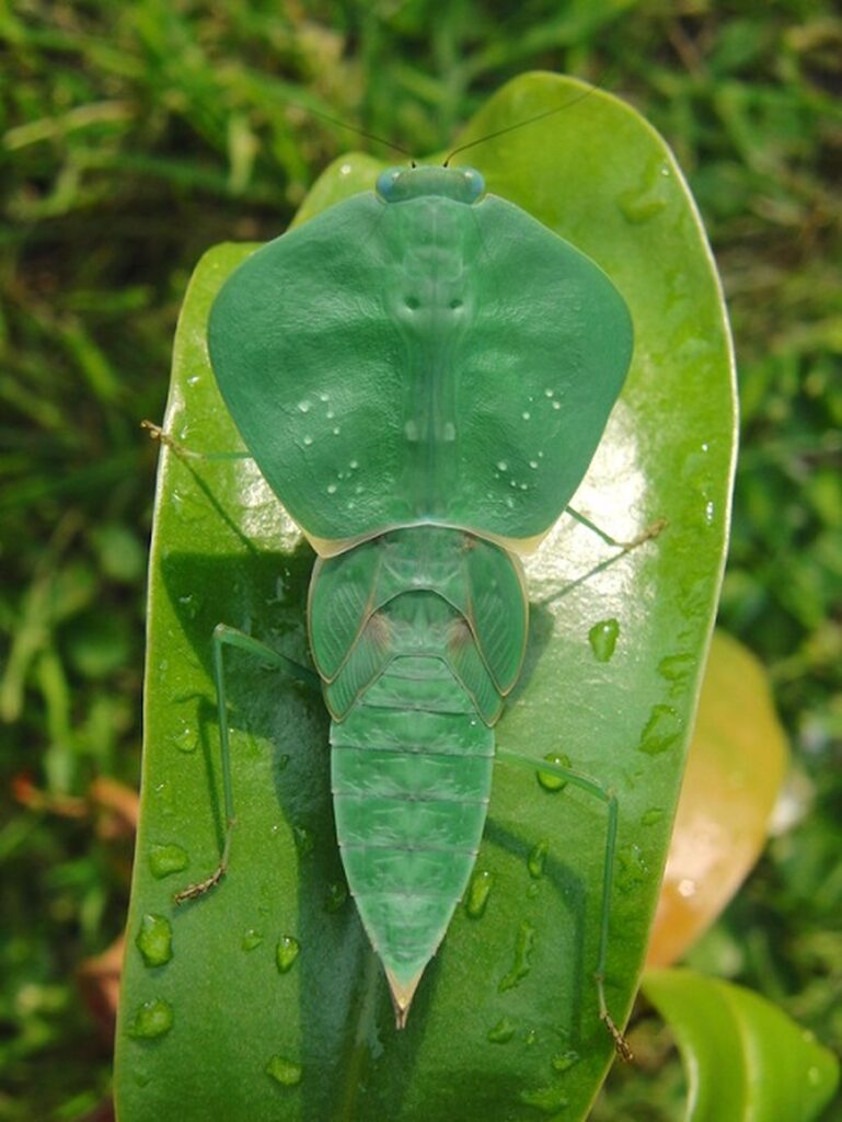 18 Fascinating Types of Praying Mantis Found in Gardens