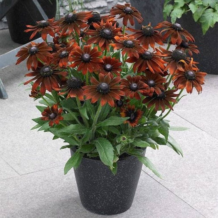 21 Gorgeous Brown Flowers to Brighten Your Garden Today