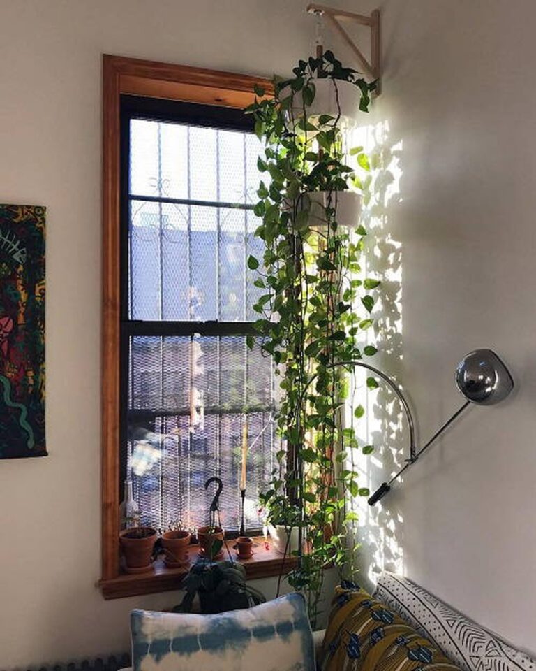 26 Fantastic Ways to Hang Plants on the Wall Like Pros