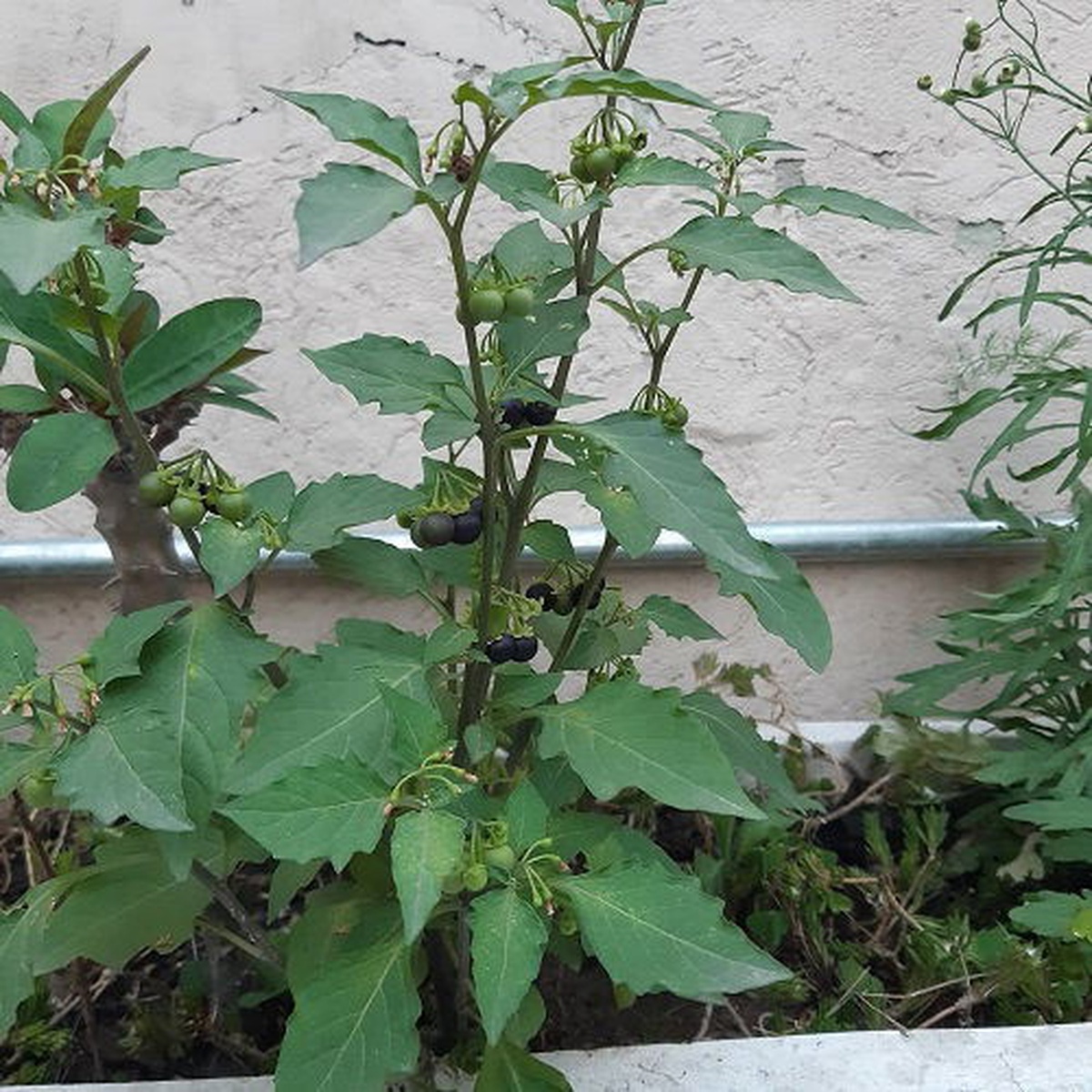 7 Gorgeous Black Nightshade Plants That Enchant Any Garden