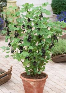 18 Enchanting Native European Plants That Thrive Locally