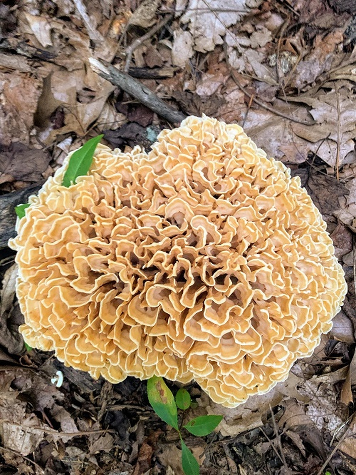 10 Fascinating Mushrooms That Look Like a Brain To Explore