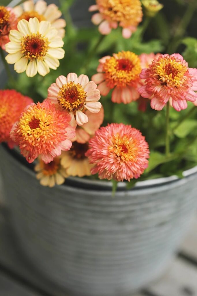 12 Stunning Peach Color Flowers to Brighten Your Garden