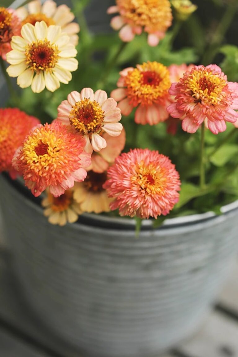 12 Stunning Peach Color Flowers to Brighten Your Garden