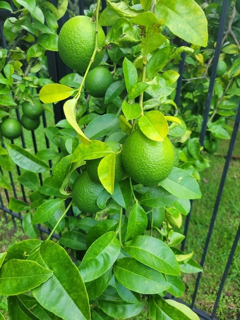 22 Amazing Fruit Trees that Grow in NC