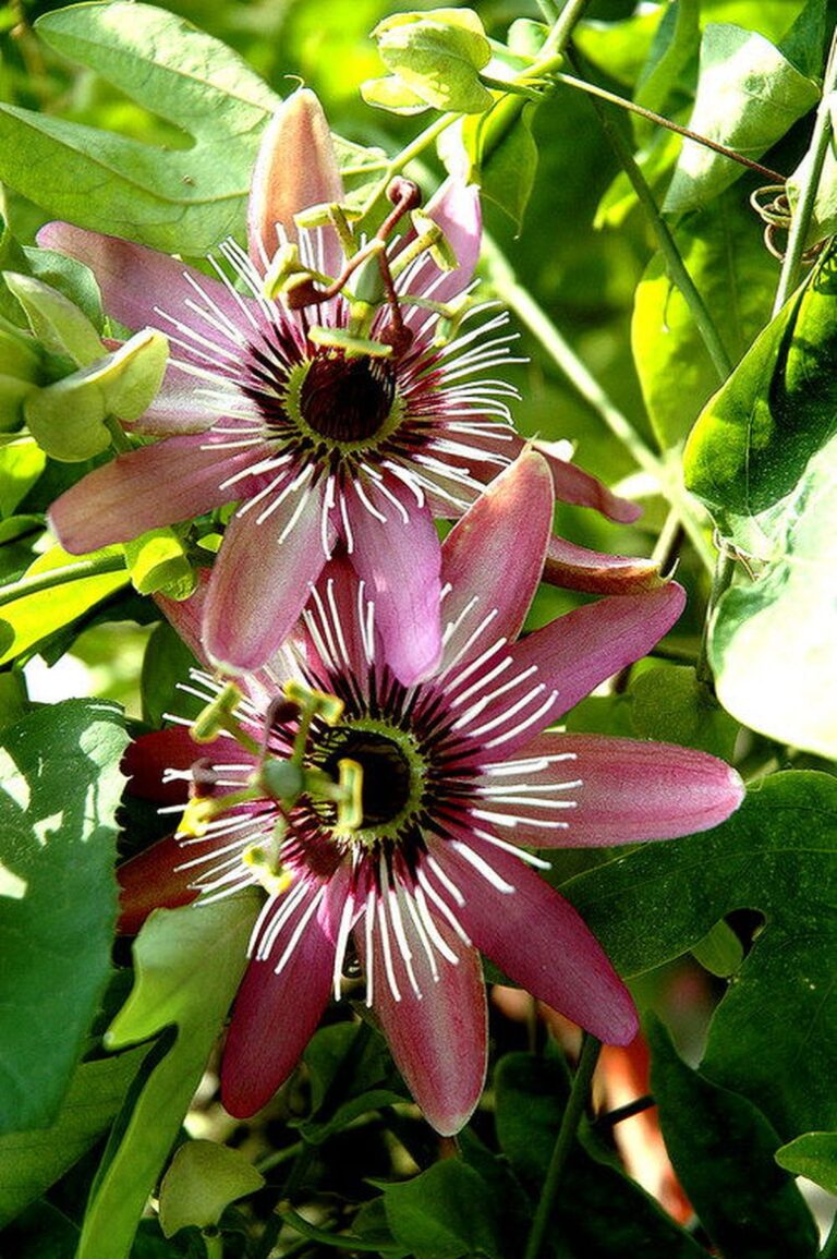 26 Stunning Passionflower Vines That Will Transform Your Garden
