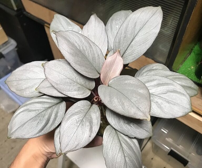 19 Stunning Types of Homalomena Varieties for Your Indoor Garden