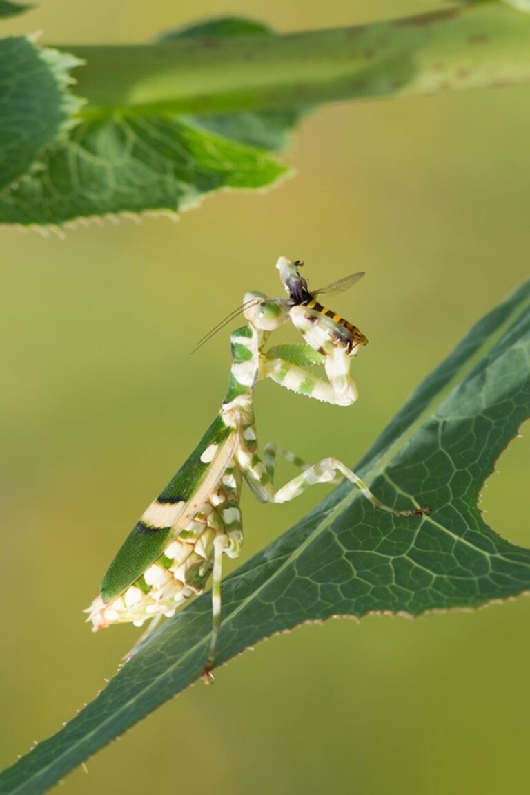18 Fascinating Types of Praying Mantis Found in Gardens