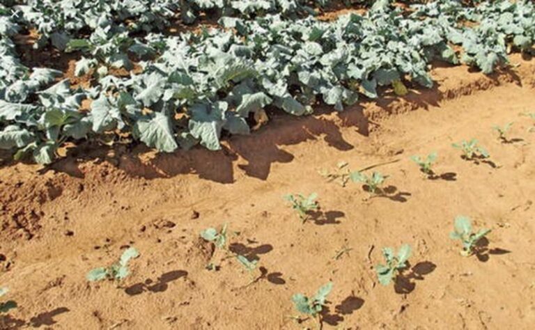 7 Soil Warning Signs That Say It's Time to Start Fresh