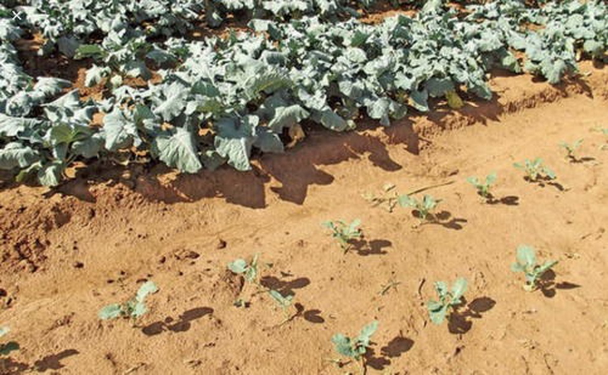 7 Soil Warning Signs That Say It's Time to Start Fresh