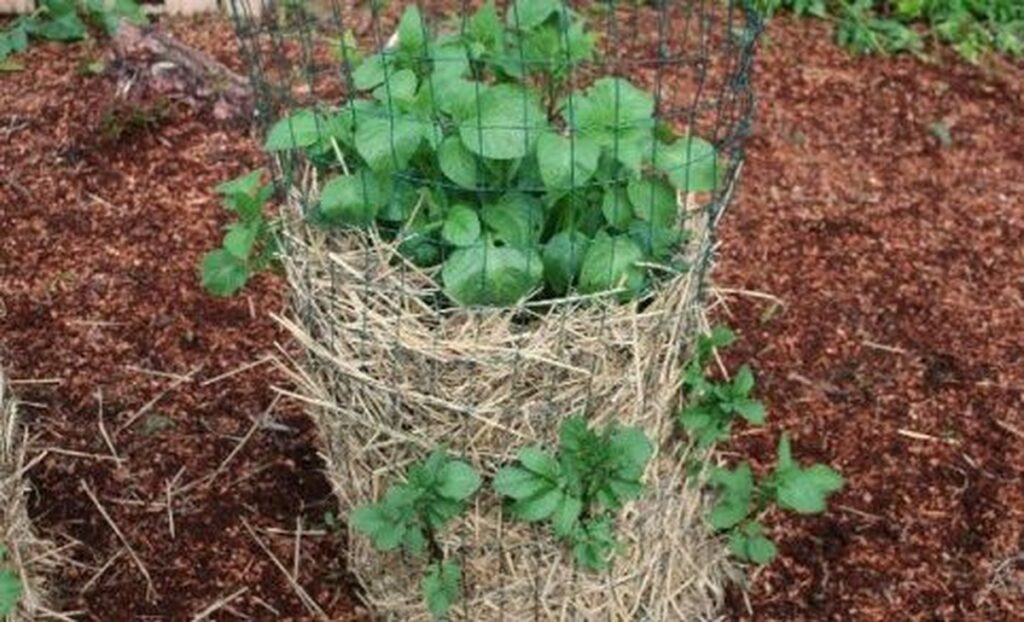 22 Smart DIY Vertical Veggie Gardens for Tiny Spaces