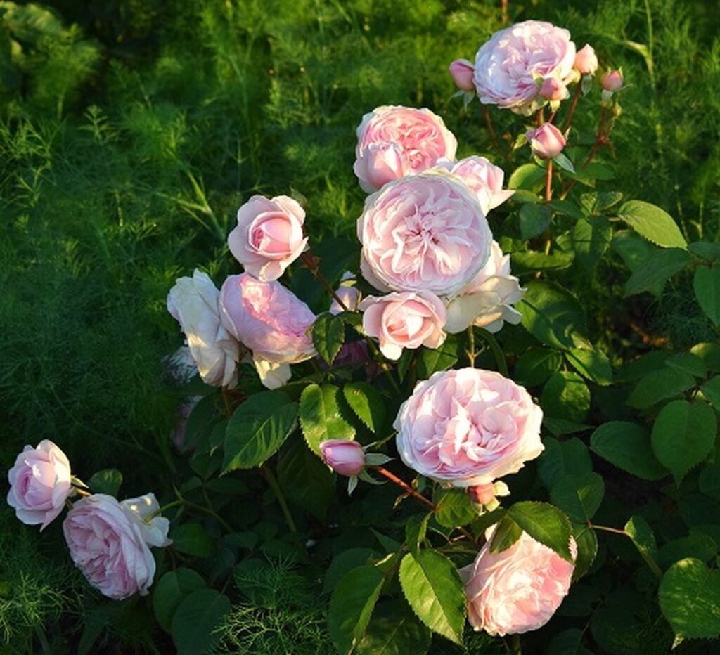 26 Effective Roses' Companion Plants to Get Rid Of Pests