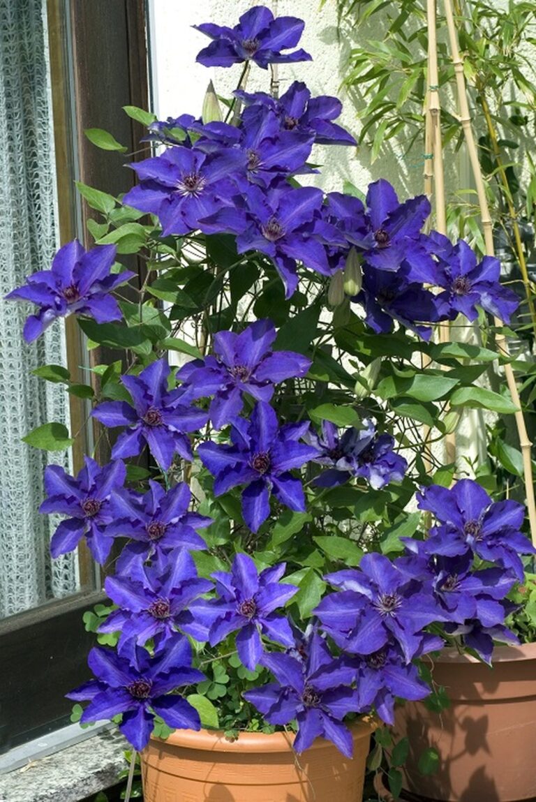 14 Breathtaking Royal Blue Flowers to Brighten Gardens
