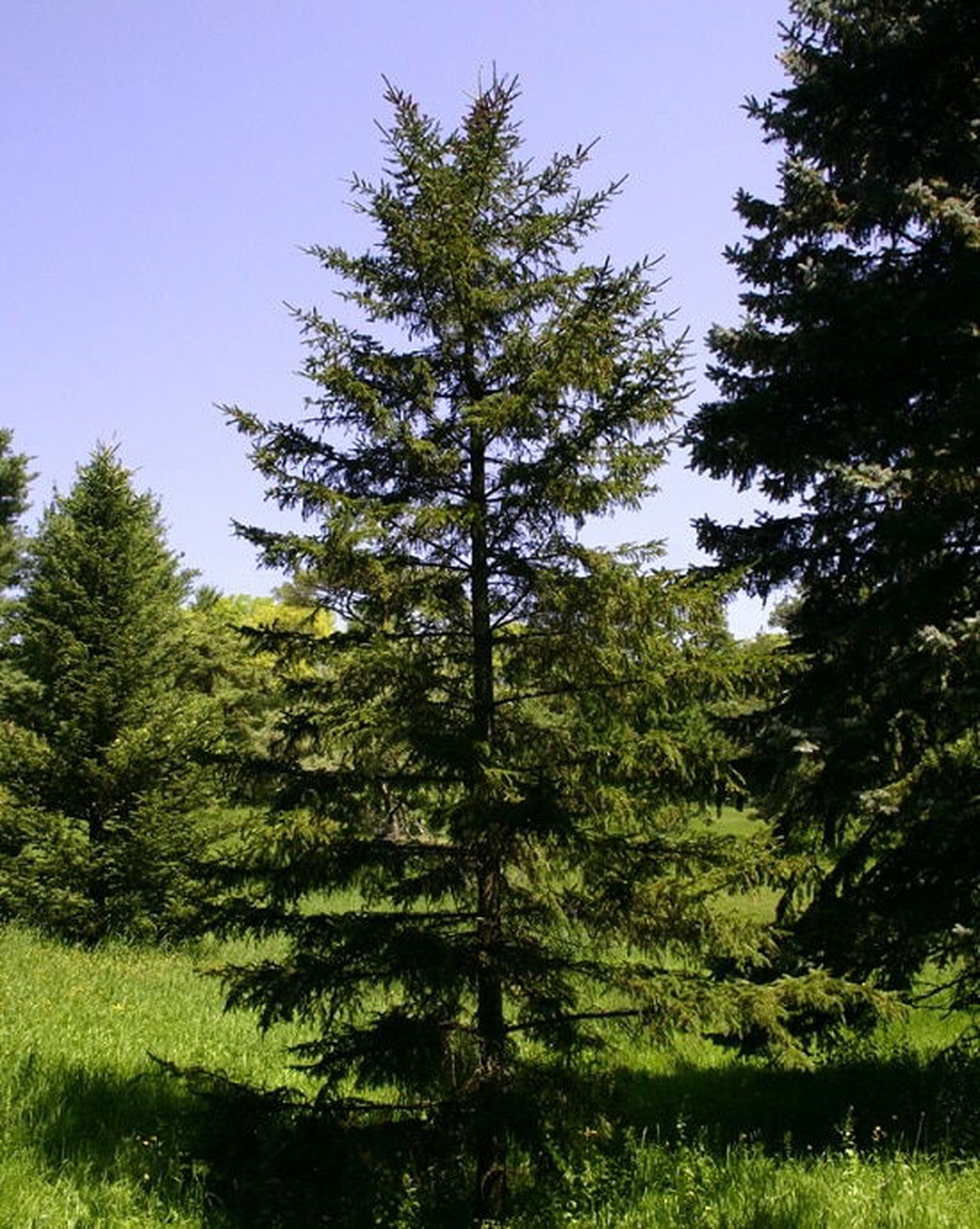 13 Beautiful Types of Spruce Trees to Brighten Your Landscape