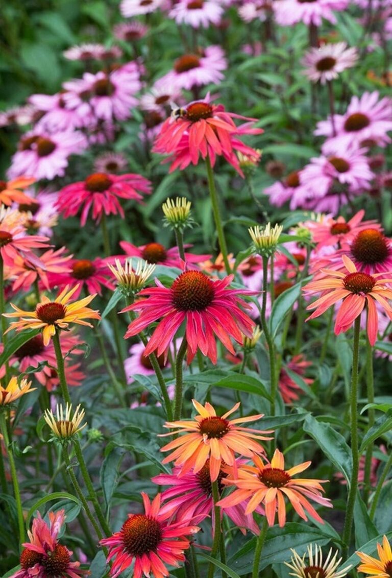 42 Types of Coneflower Varieties to Brighten Your Garden