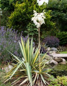 22 Stunning Plants with Sword Shaped Leaves to Freshen Your Space