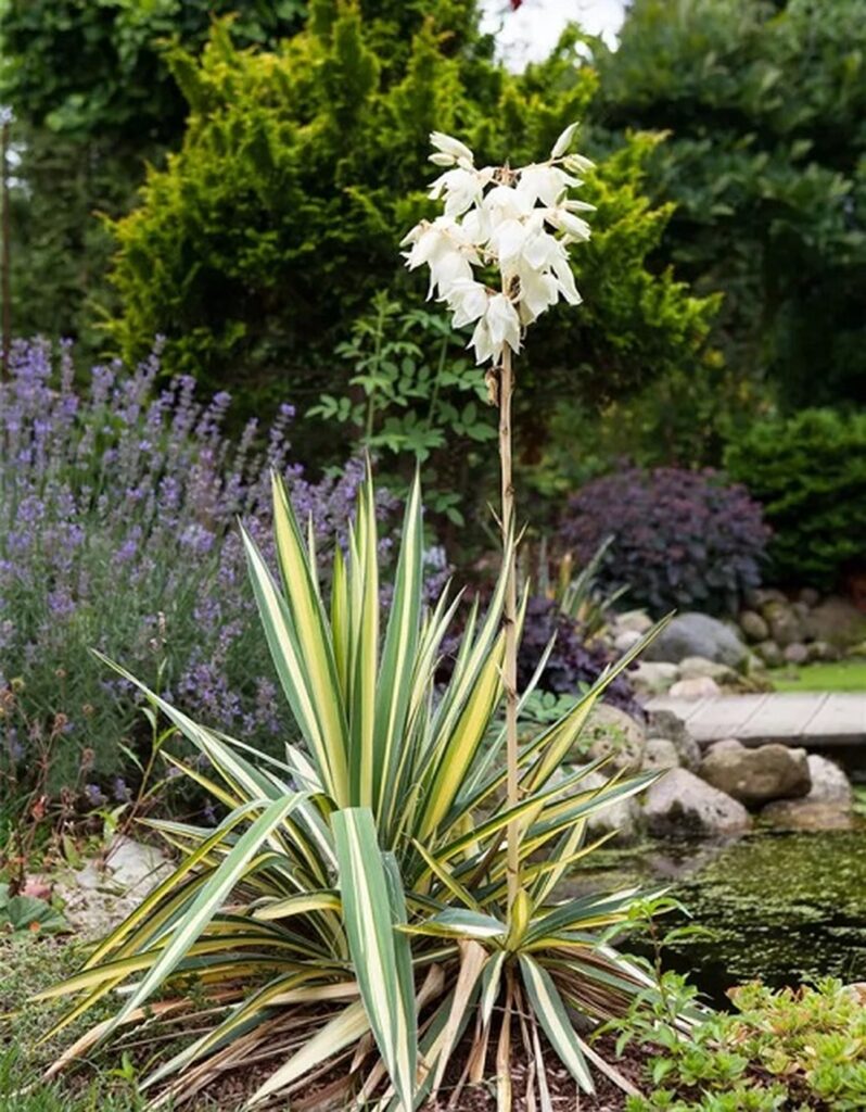 22 Stunning Plants with Sword Shaped Leaves to Freshen Your Space