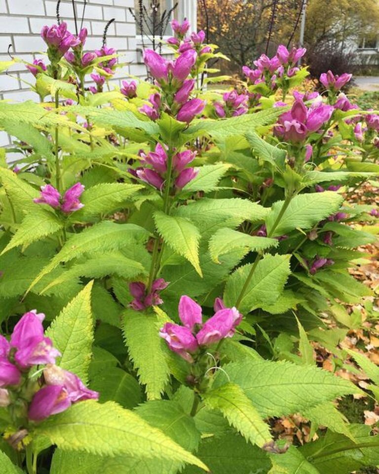 31 Perfect Moisture Loving Plants to Brighten Soggy Soil