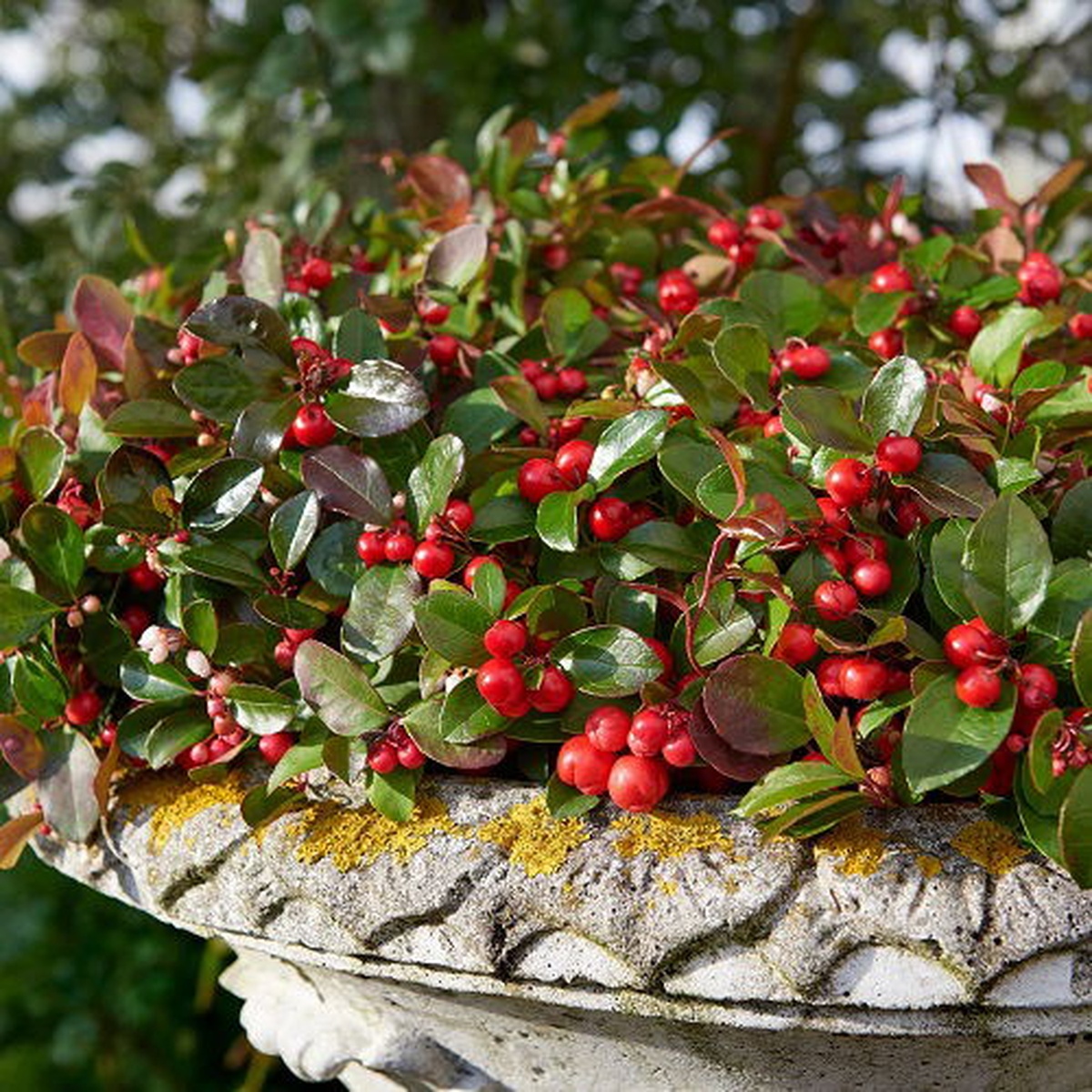 8 Enchanting Vines with Red Berries That Brighten Any Garden