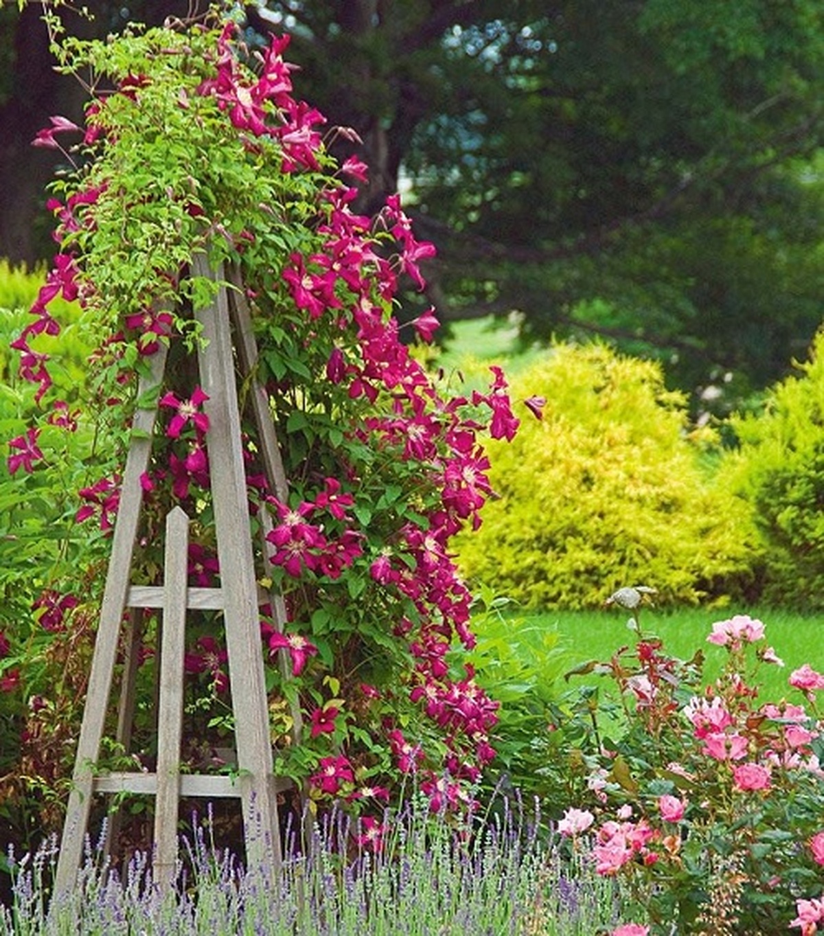 9 Breathtaking Vines with Pink Flowers to Transform Your Garden