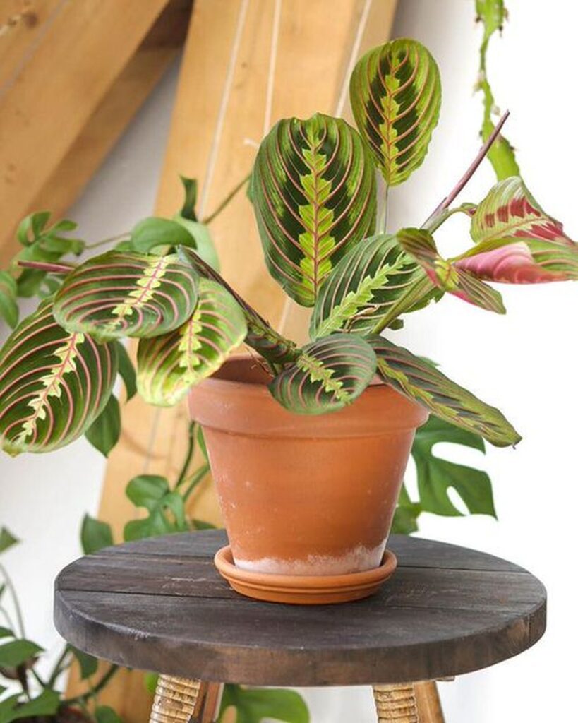 16 Most Beautiful Prayer Plants - Stunning Maranta Varieties